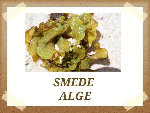 Book Creator | Smeđe alge