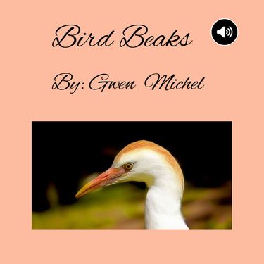 Book Creator | Bird Beaks