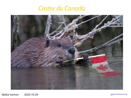 Book Creator | Le castor du Canada