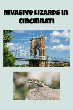 Book Creator | Lizards in Cincinnati