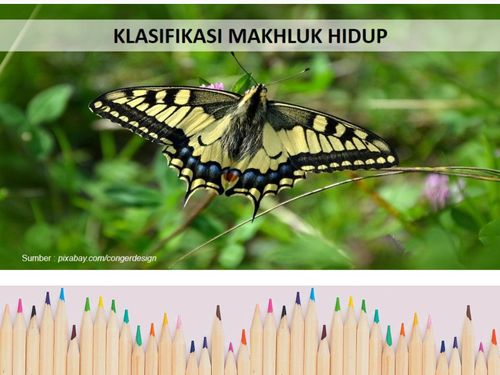Book Creator | presentasi