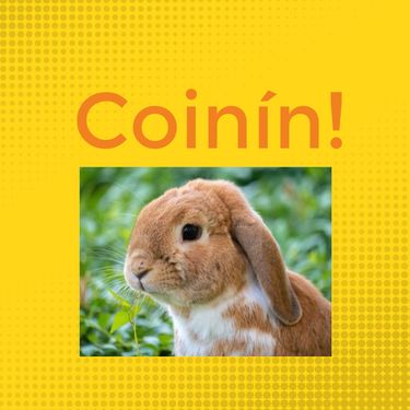 Book Creator | coinín