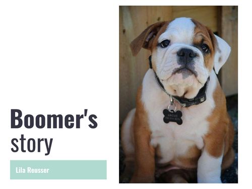 Book Creator | Boomer