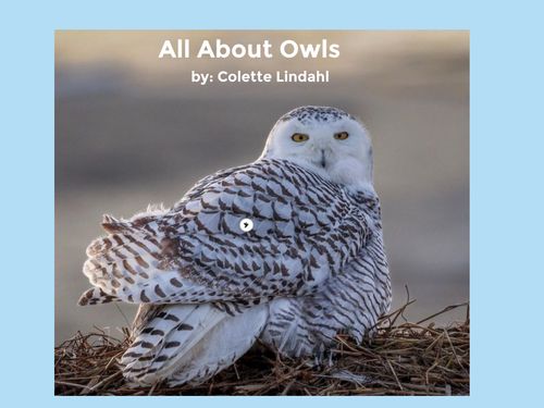 Book Creator | All About Owls
