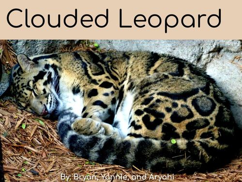 Book Creator | Clouded Leopards