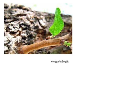 Book Creator | wigni
