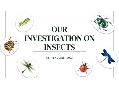 Book Creator | Our investigation on insects
