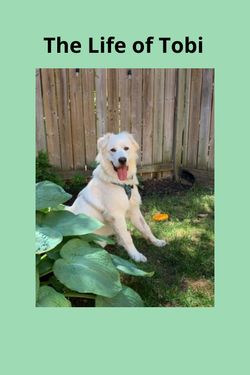 Book Creator | The Life of Tobi