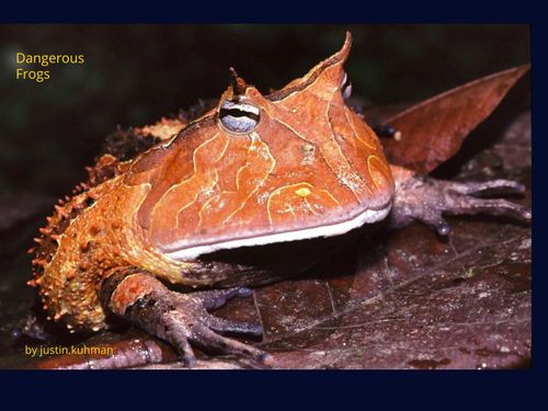 Book Creator | Dangerous Frogs