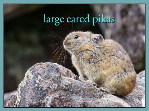 Book Creator | Large Eared Pikas