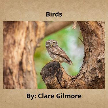 Book Creator | Birds