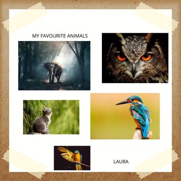Book Creator | My favourite animals