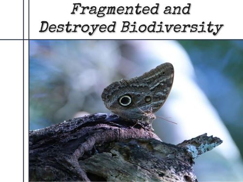 Book Creator | Fragmented and Destroyed Biodiversity