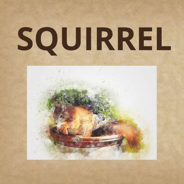 Book Creator | Squirrel