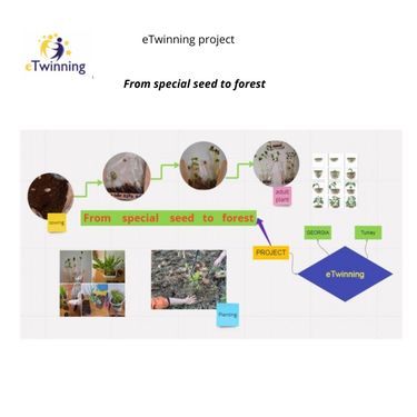 Book Creator | From special seed to forest